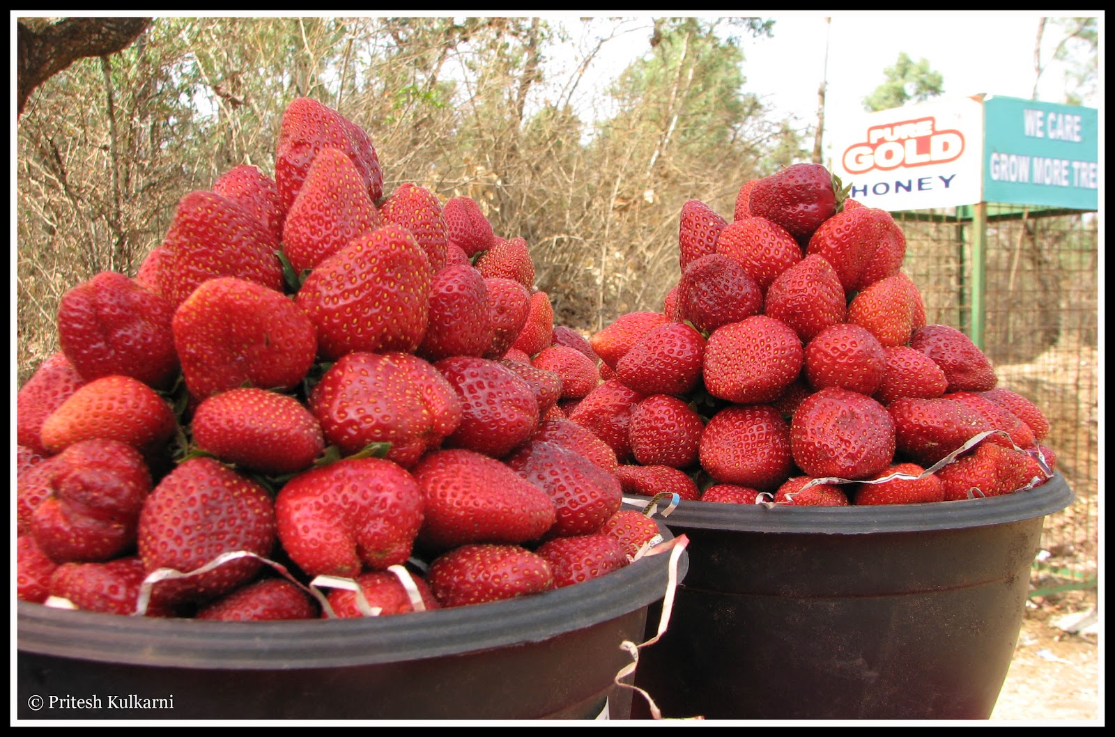 Travel blogs: Mahabaleshwar Weekend Trip: Land of strawberry