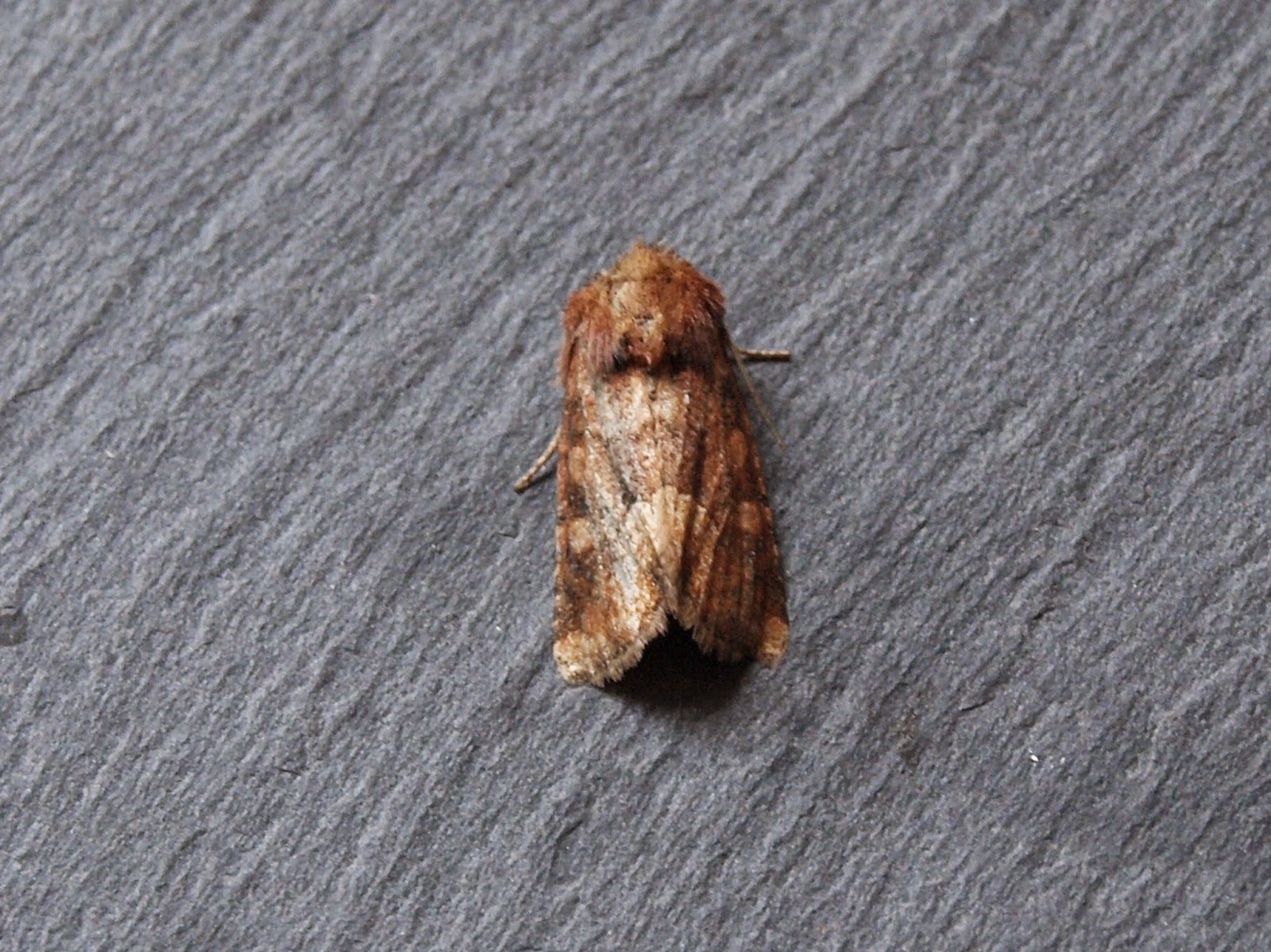 Ragged Robin's Nature Notes: Garden Bioblitz 2014