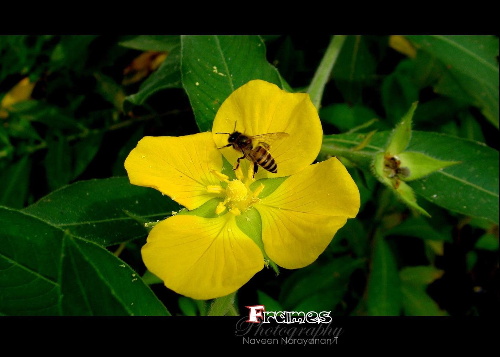 Frames & Paints: Flowers.