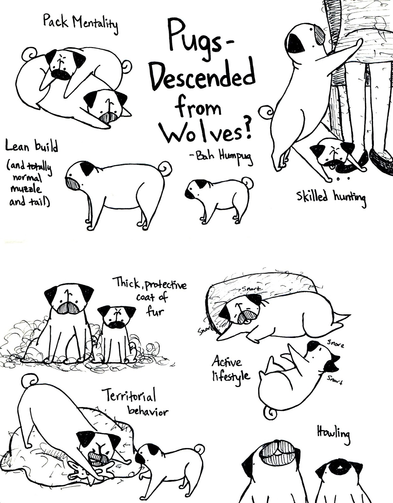 Are Pugs Descendants Of Wolves