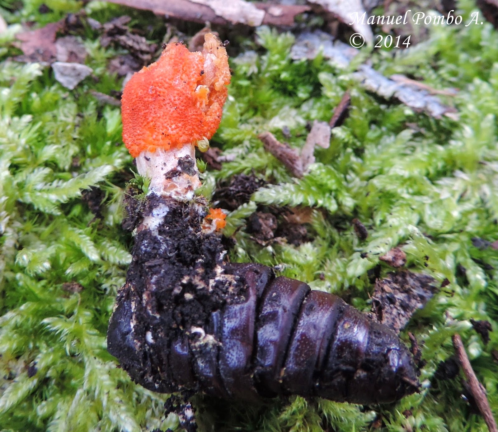 Un micólogo aficionado: Cordyceps militaris (L.) Fr.
