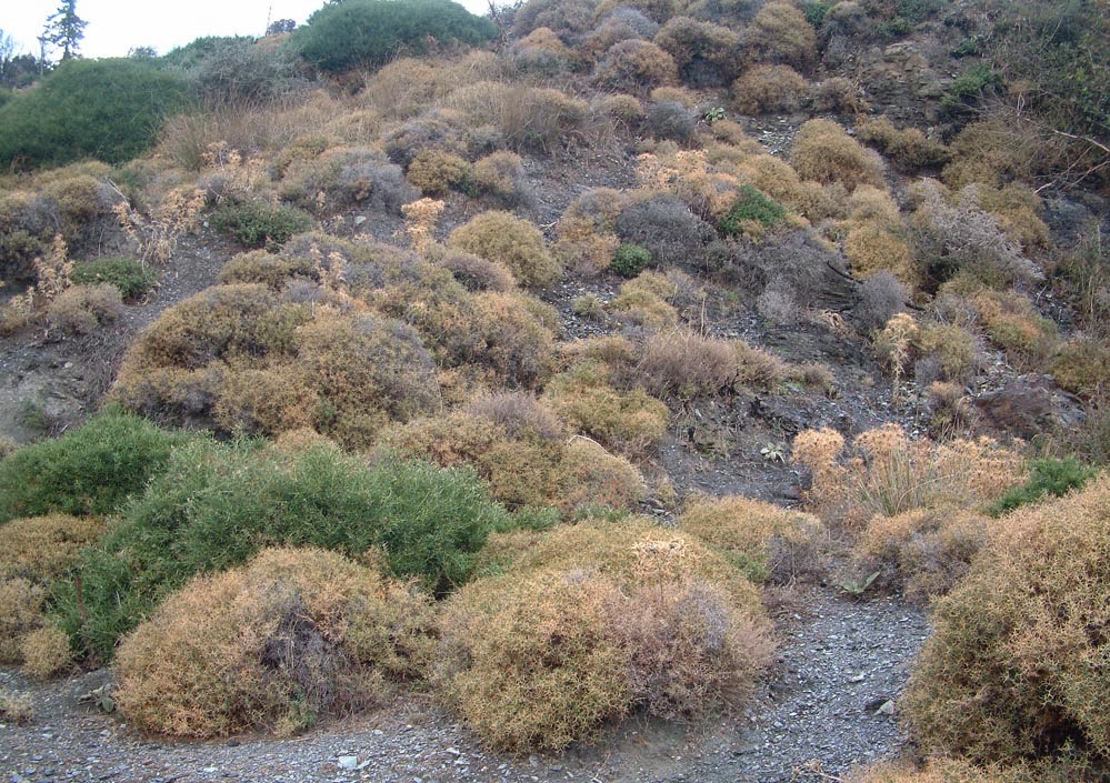 Euphorbias in the garden - Mediterranean Gardening Association Portugal