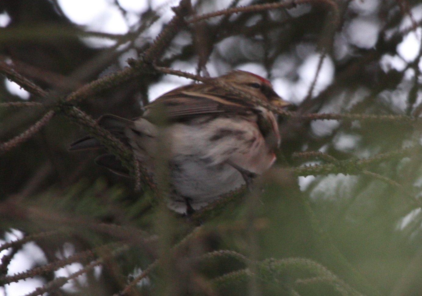 We Bird North Wales: Icelandic Common Redpoll photos