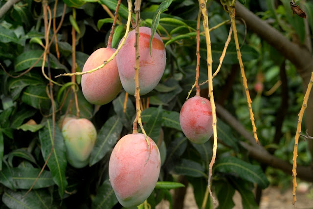 Campo Mango