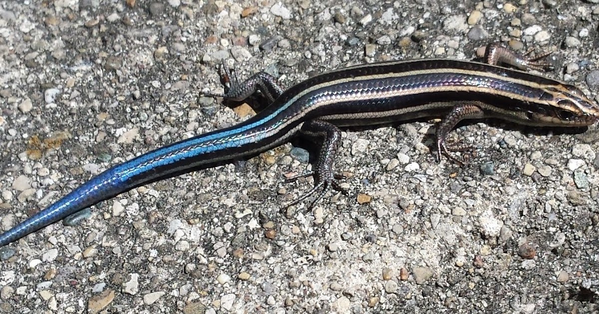 Pinehaven - Farmersville, Ohio: Blue-Tailed Skink