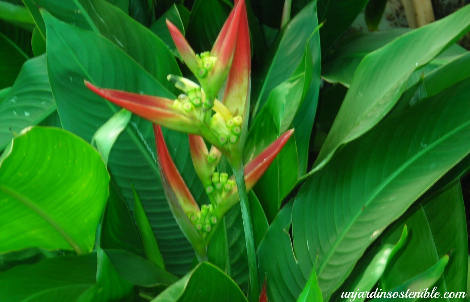 Heliconia SP (Platanillo)