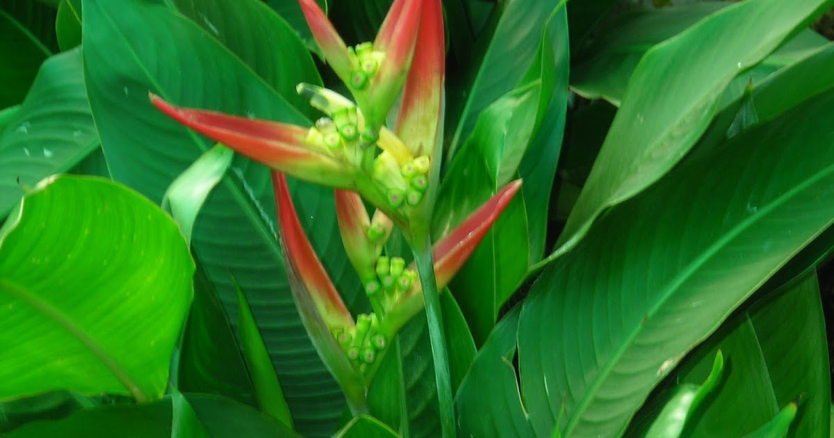 Heliconia SP (Platanillo)