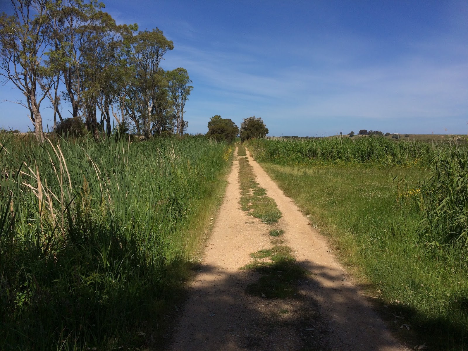 East-Gippsland Birds: Macleod Morass