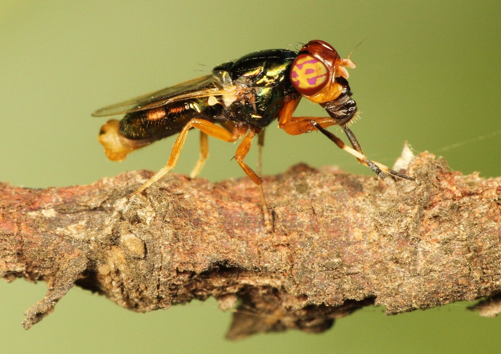 Variety of Life: Ulidiidae