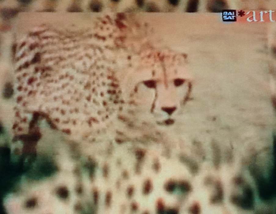 COMMEDIALIVE: ISPIRAZIONE: TV DANTE di Greenaway e Phillips