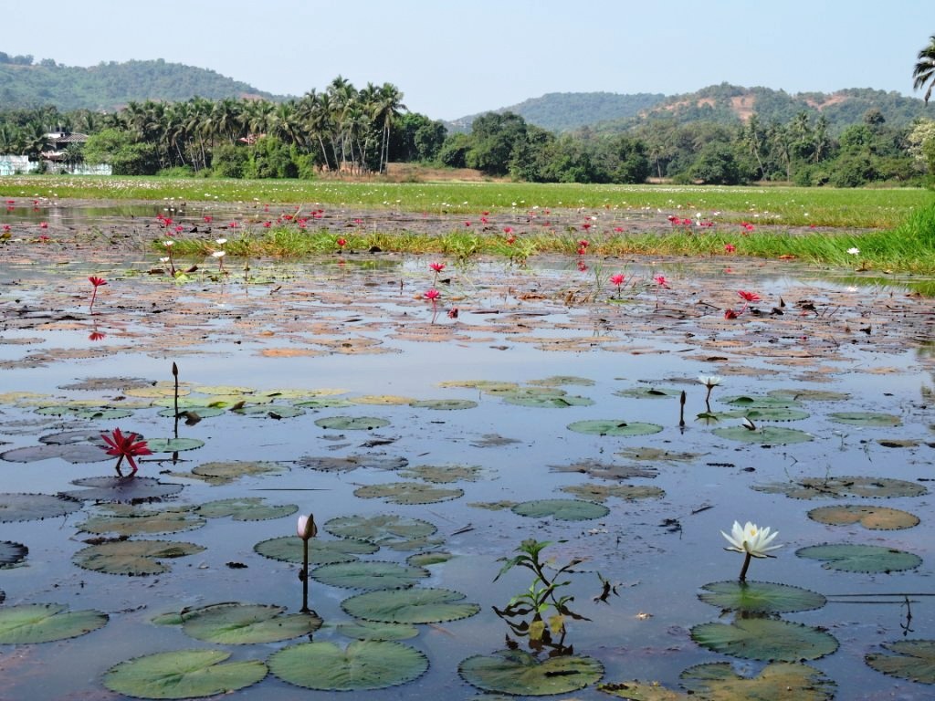 Birding in Latpanchar and other travel stories: Birding in the western ...