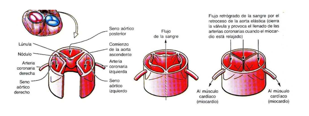 Aficionados a la Medicina FacMed y otras cosas... :P: Corazón