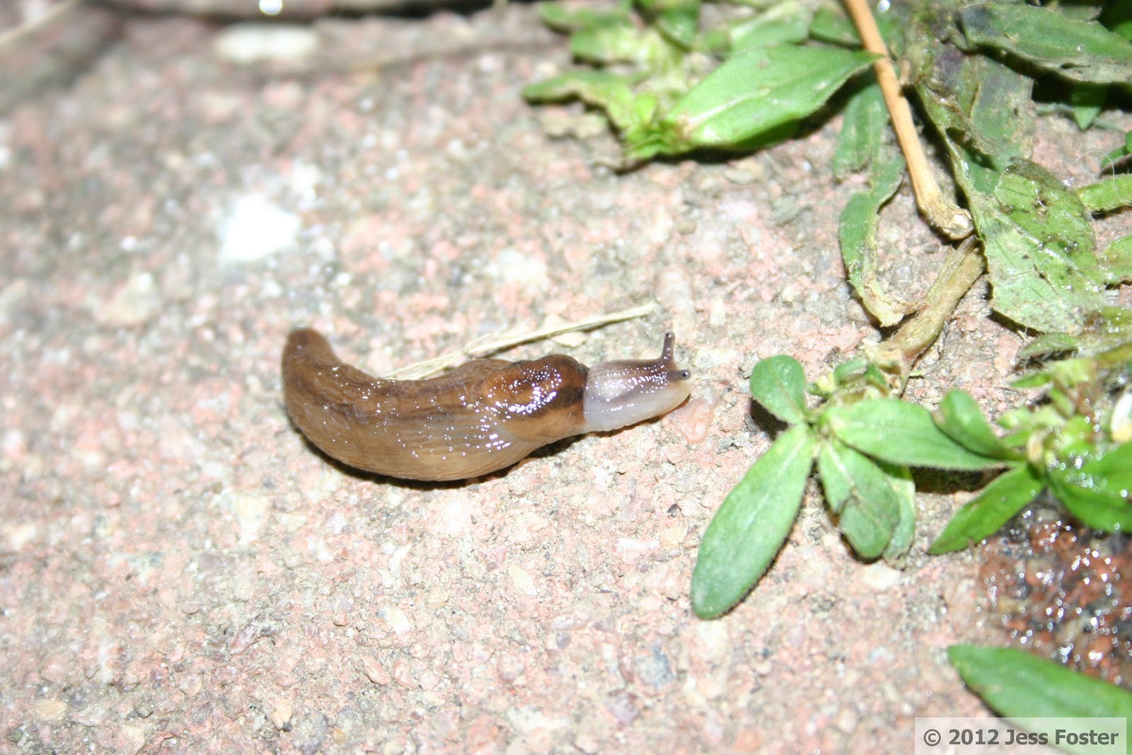 Sluggin' Along: Infected Slugs: Case #10