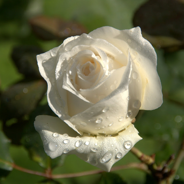 Organic Garden Dreams: March Roses