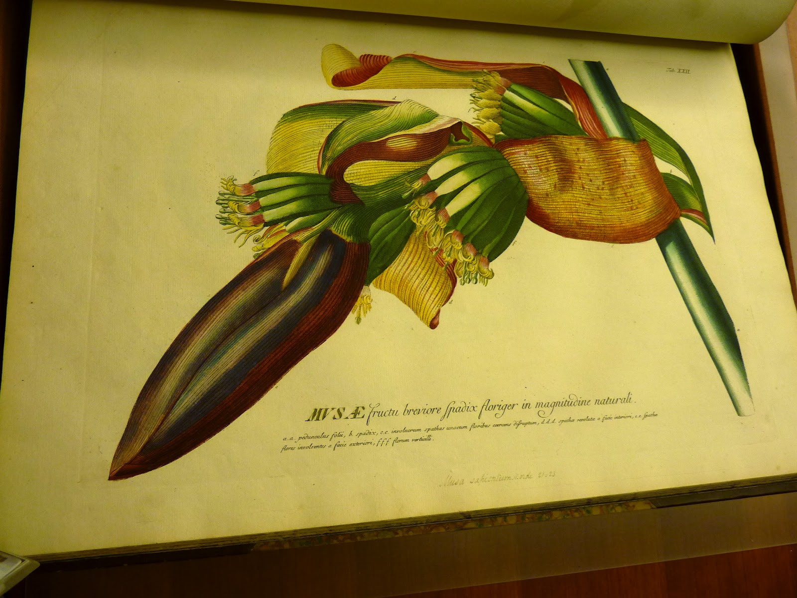 Discovering Botanical Art: Botanical Art From the 1700s and Onward, a ...