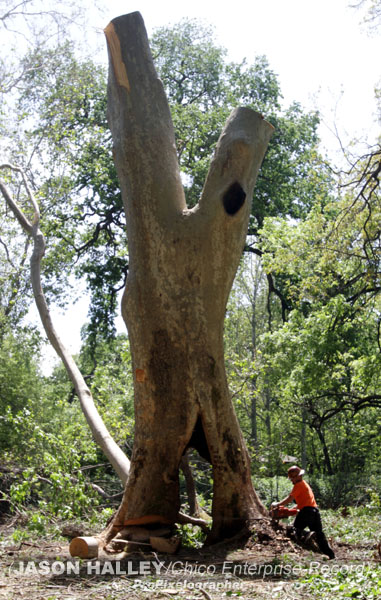 Pro Pixelographer: Sycamore Tree Cut Down After Fire