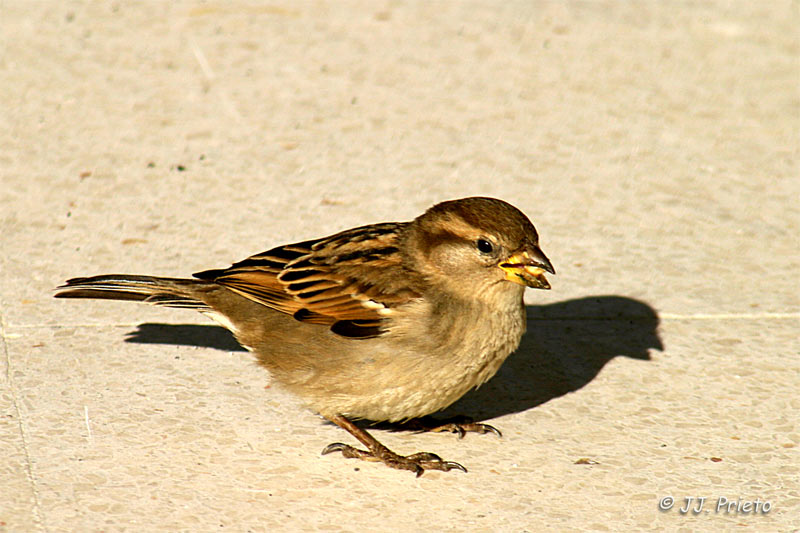 Imágenes de Pájaros: Gorriones