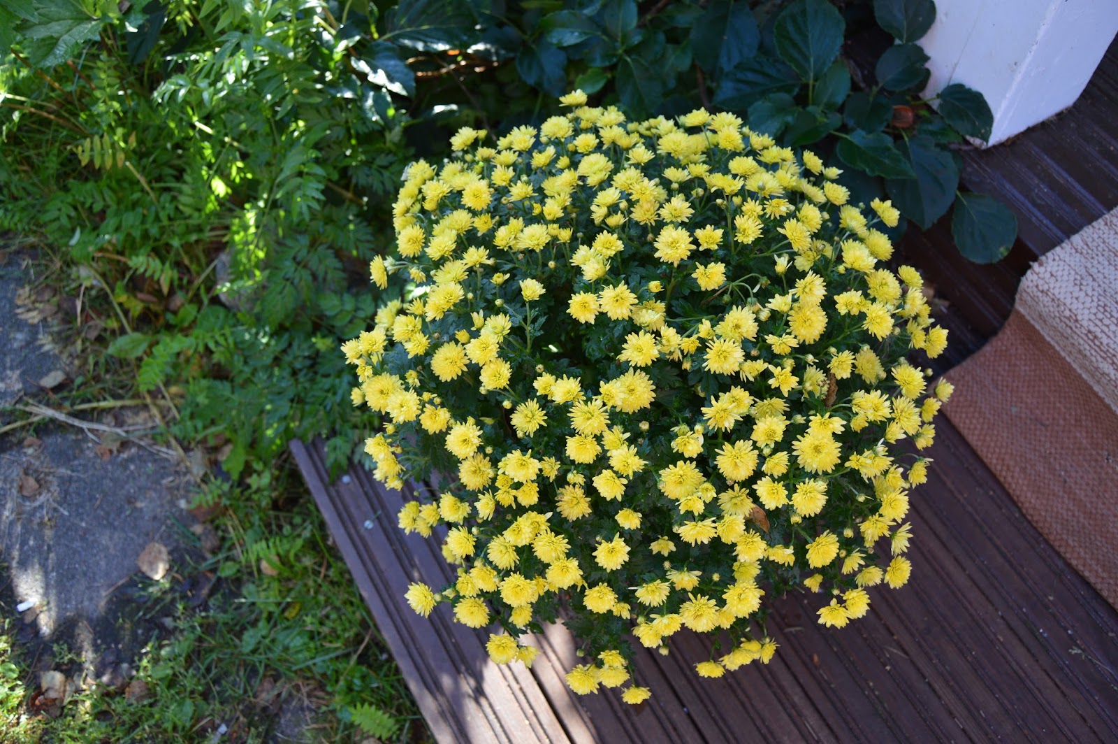 Aurinkokujalla: Syyskukka loistoa.