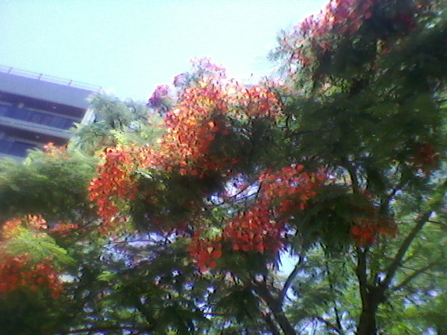 Huertas y Jardines en Cordoba: Flamboyant (Chivato, Arbol de la llama)
