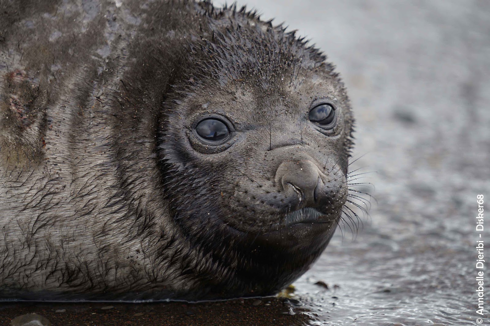 Blog officiel du district de Kerguelen - TAAF: L’éléphant de mer ...