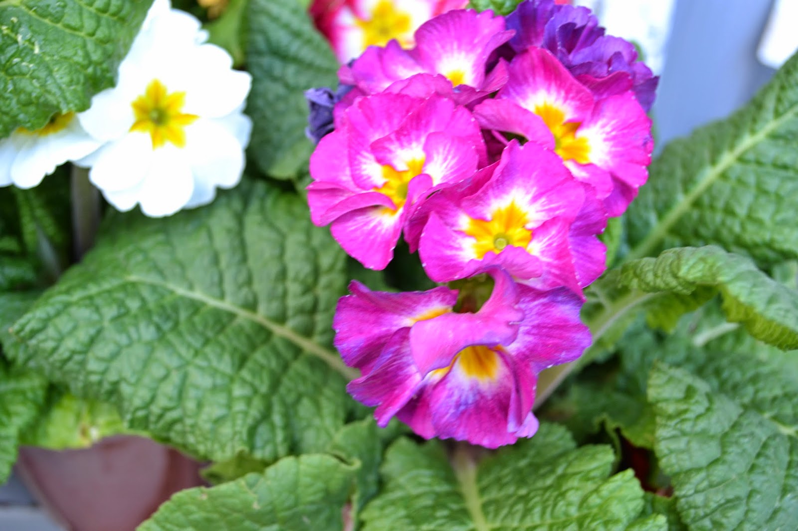 My Painted Garden: Winter Primroses - Here - There - Everywhere