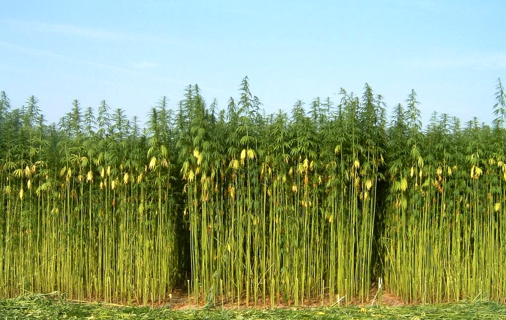 La Nostra Storia : C'era una volta la canapa. Testimonianze e fatti ...