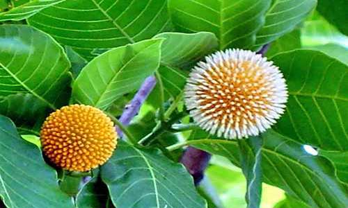 Flowers Offered To Shiva on Shivratri | Hindu Blog