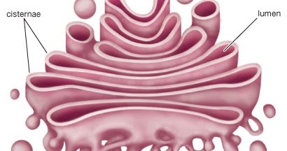 Bio-topics: The Golgi apparatus