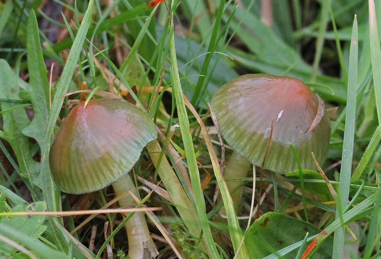 Michael Foley: Natural History ©: Rare fungi in Cumbria