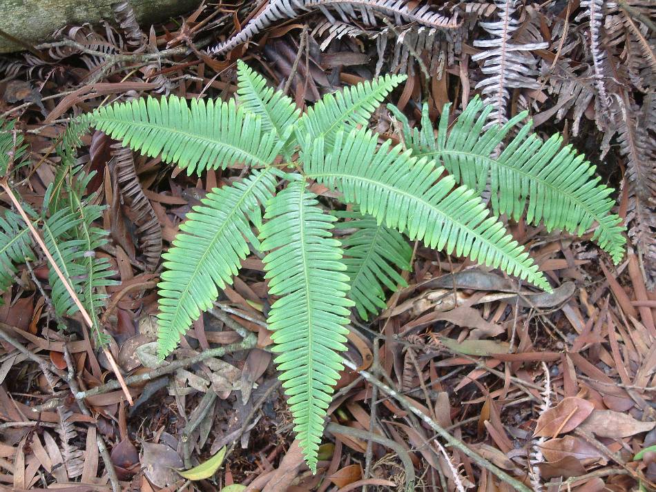 F096 鸡毛蕨 Resam Fern: 照片 Photos