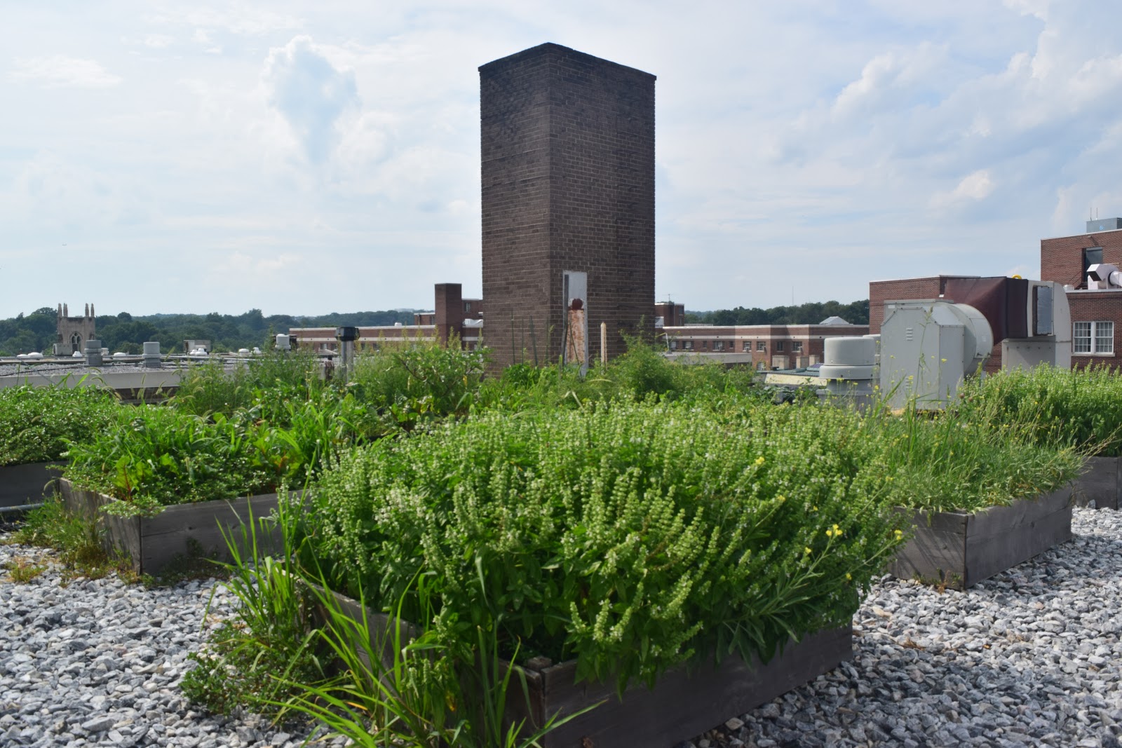WashingtonGardener: CHEF GARDENS: Up Top with Urbana