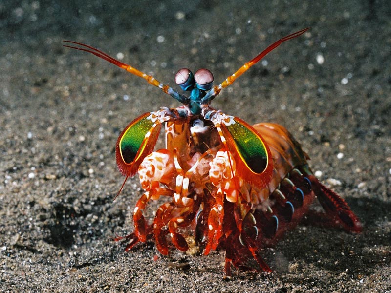 Peacock Mantis Shrimp Anatomy