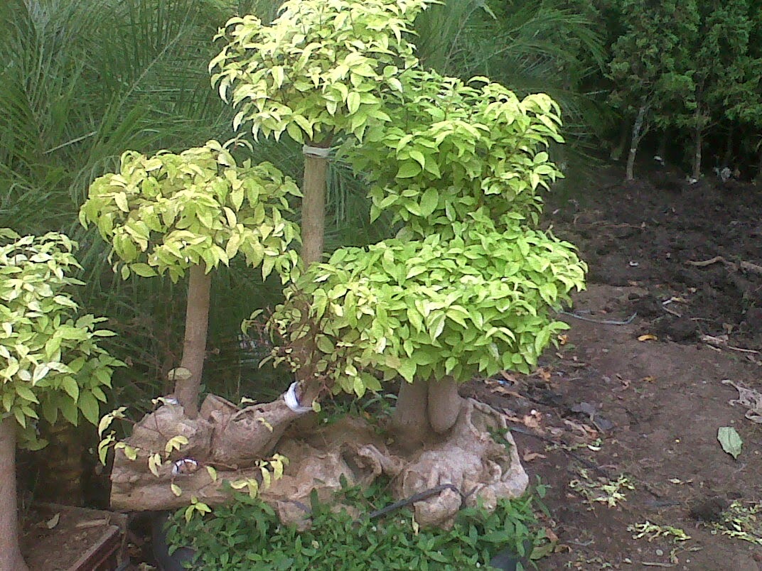 Jual tanaman bonsai murah | Tips merawat tanaman bonsai | Tukang taman ...