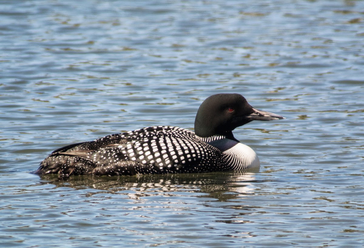 Len's Lens - Confessions of a digiscoper: Common Loon, aka Black-billed ...