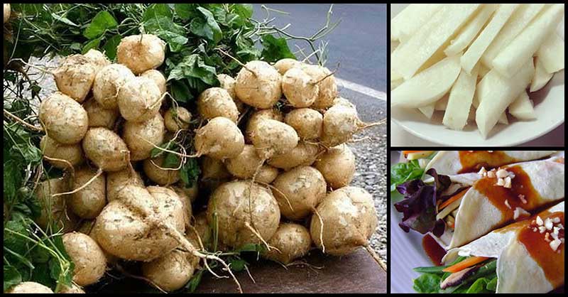 Health Benefits Of Singkamas (Turnip) | Dr Farrah MD