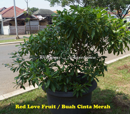 Williams Nursery: BUAH CINTA