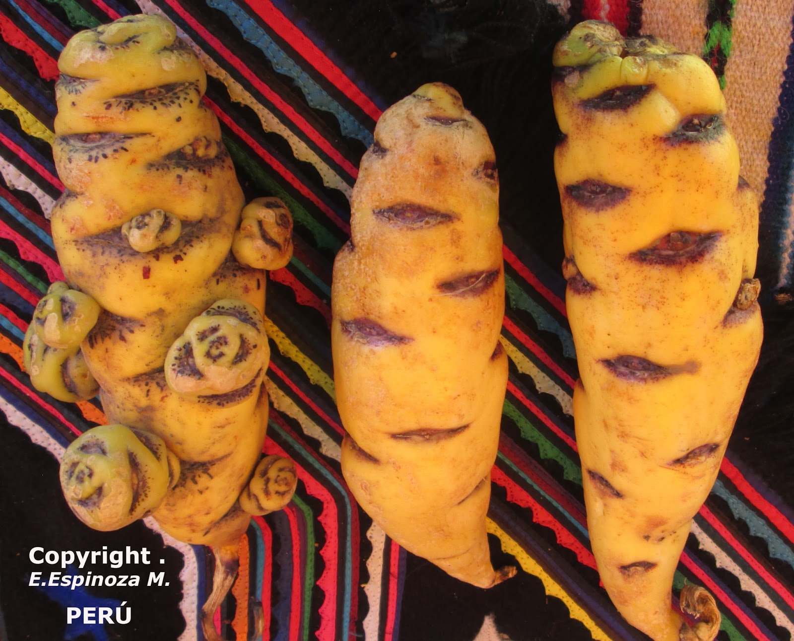 "AGRICULTURA ANDINA INKA": CULTIVO DE MASHUA: Como alternativa en la ...