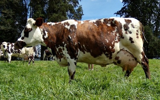 ASOCIACION ECOLOGISTA RIO MOCORETA: RAZA BOVINA NORMANDO