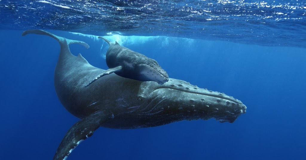 Cout: Le balene: tecniche super-avanzate per cacciare...e non solo!