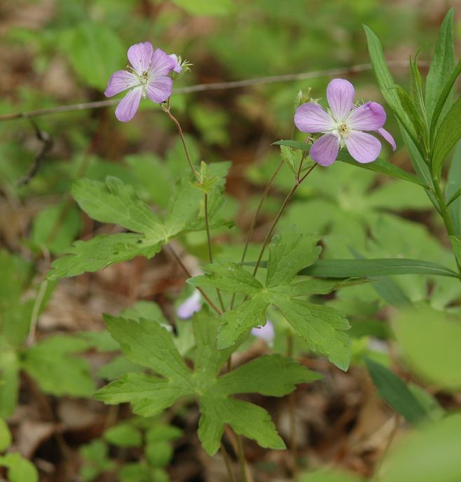 Field Biology in Southeastern Ohio: Violets, Trilliums, and April ...