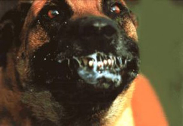 La rabia, Zoonosis de gran interes - Veterinario SOS