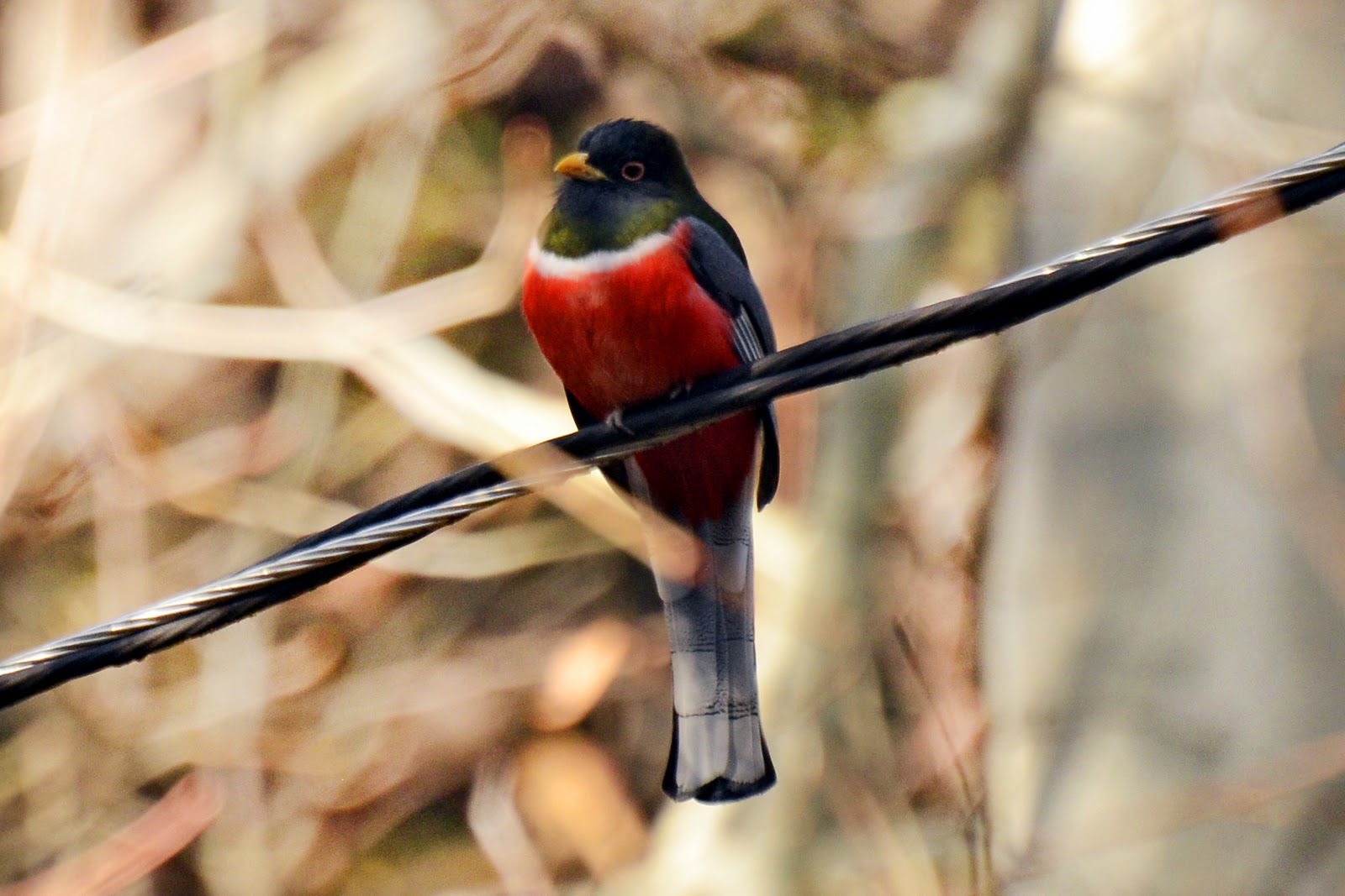 The Nature of Framingham: Elegant Trogon! The Rarest Bird in America?