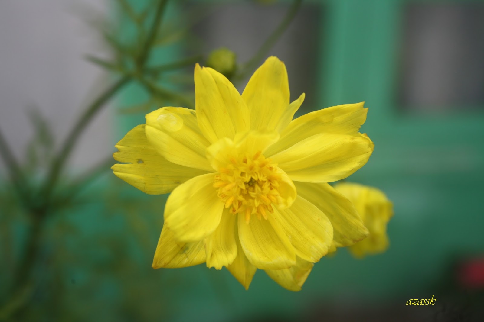 Calm-Sojourner: Flowers from Mizoram