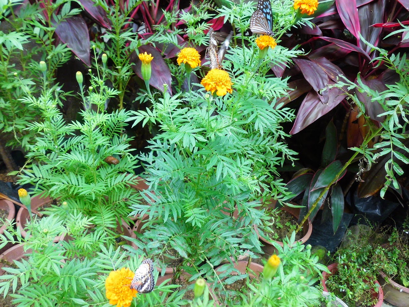 Marigold (Tagetes Erecta)