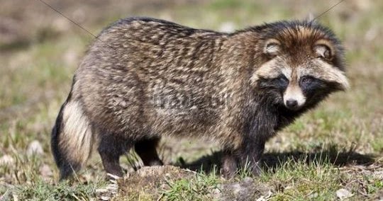 Abe's Animals: European raccoon dogs