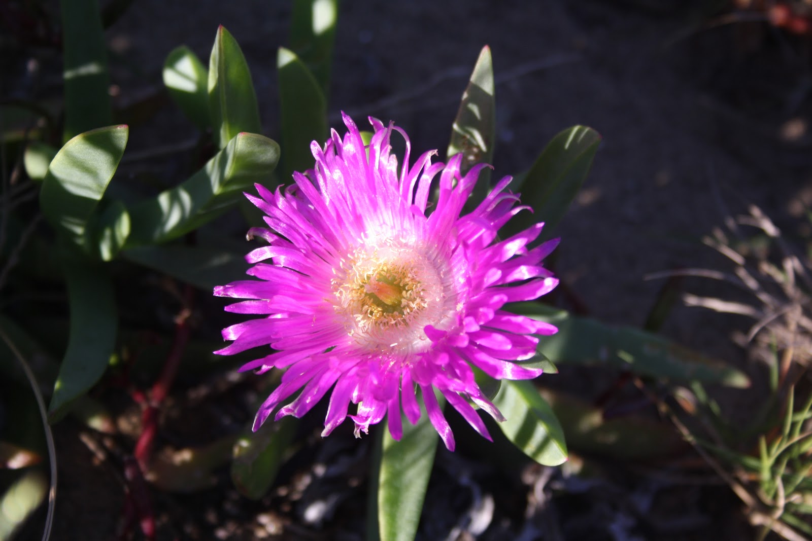 Mik's Random Adventures: NUDGEE BEACH