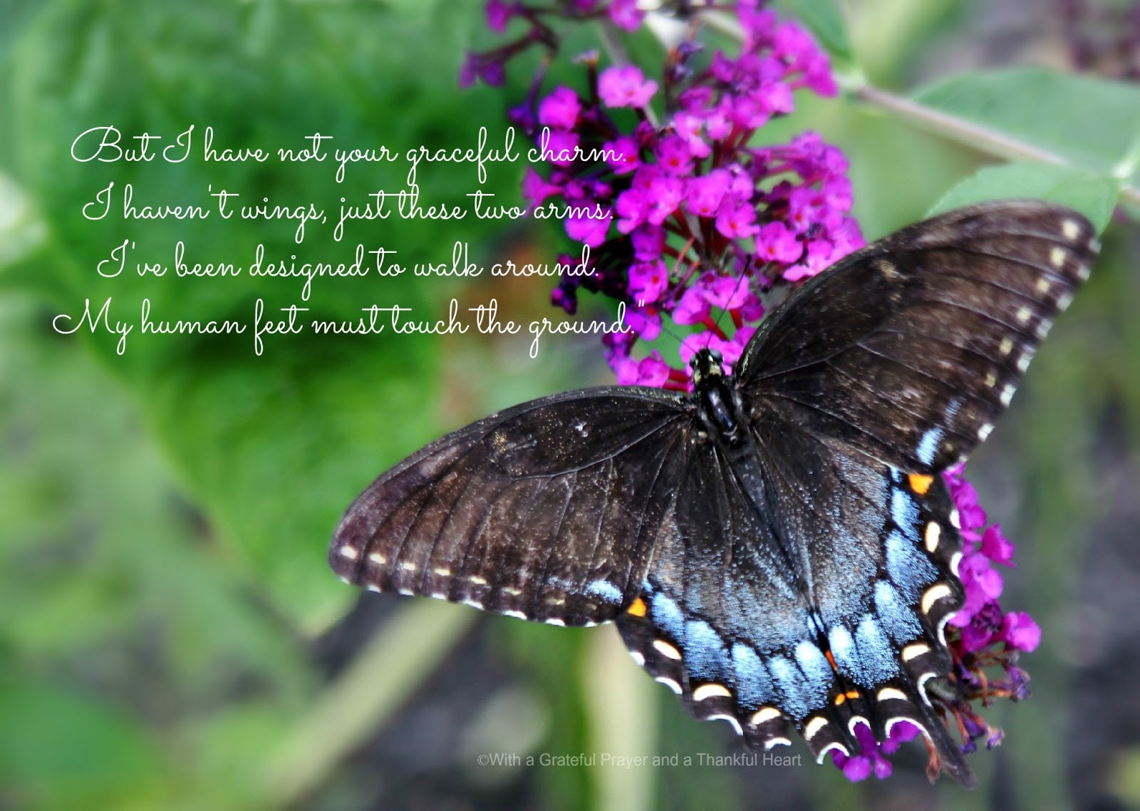Yesterday a butterfly... - Grateful Prayer | Thankful Heart