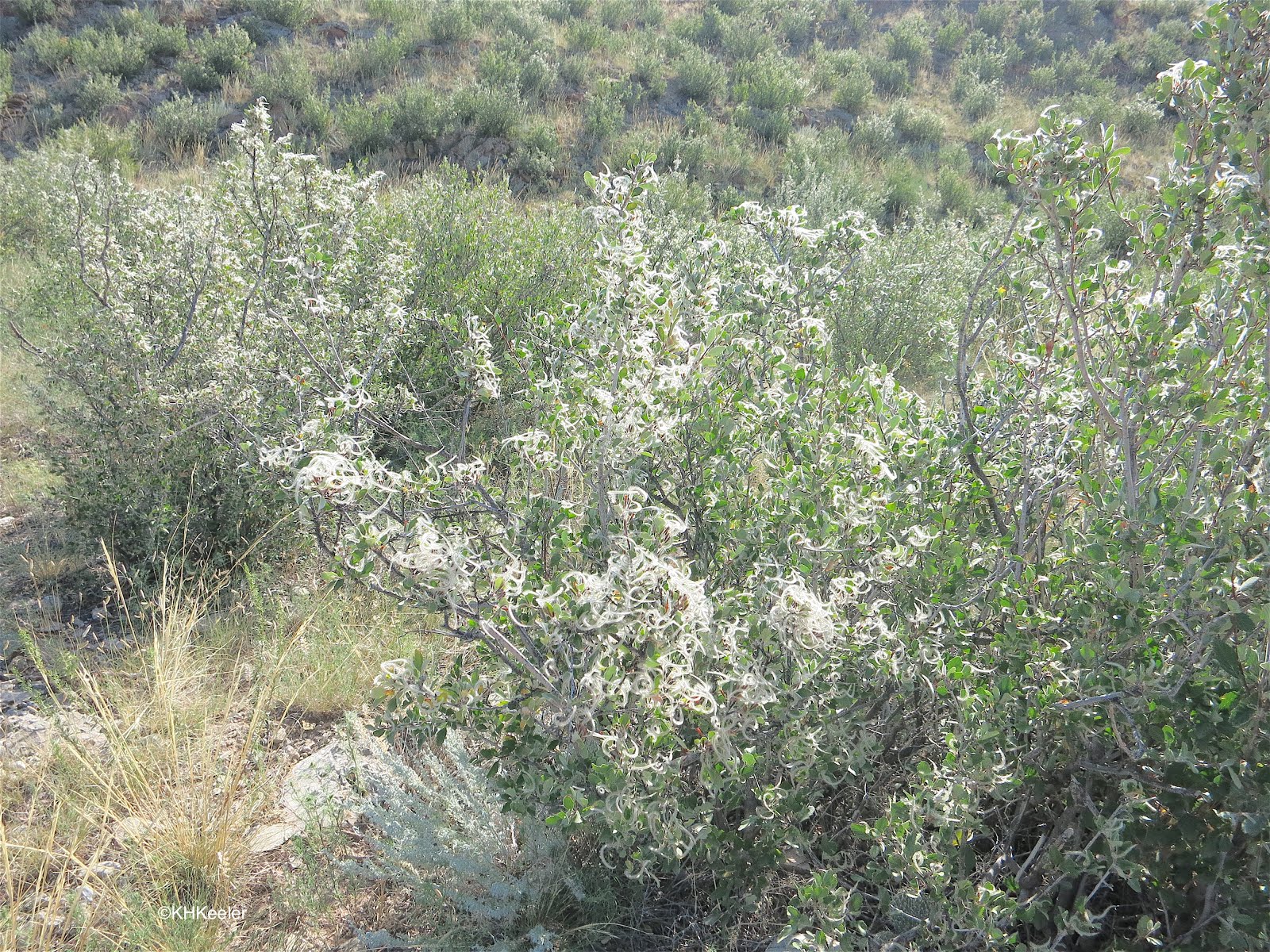 A Wandering Botanist: Plant Story--Mountain Mahogany, Tough Little Tree