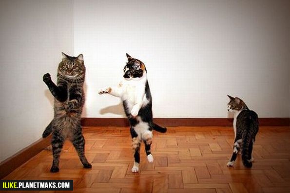 FUNNY DANCING CATS :D ~ FaceMash