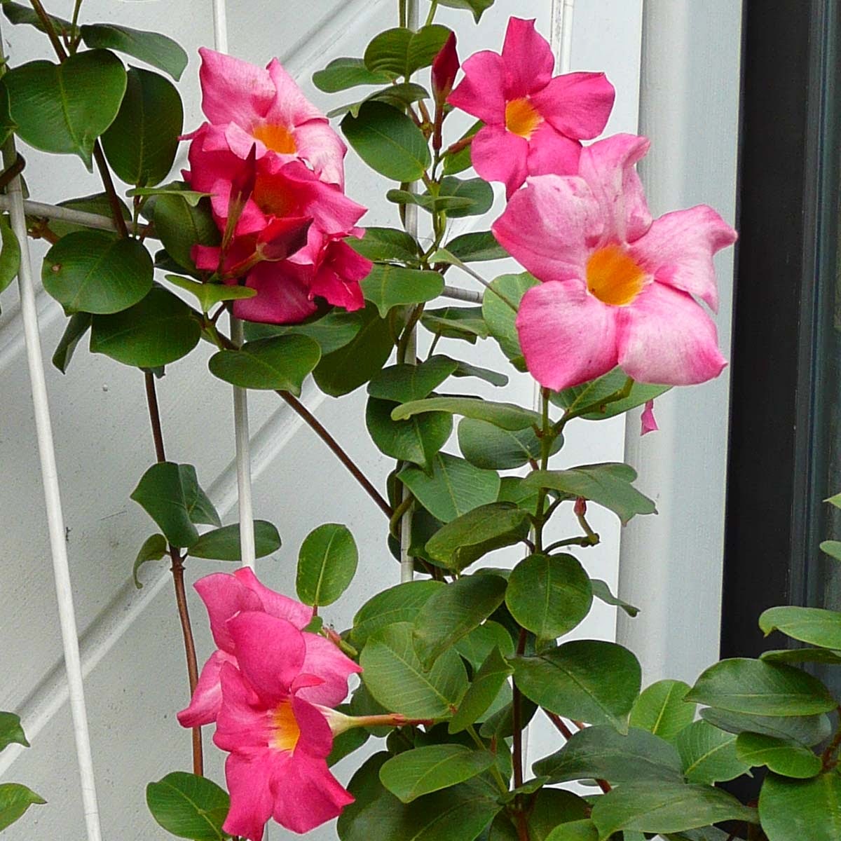 DIÁRIO COM A NATUREZA: 20 DE ABRIL - DIPLADÊNIA - MANDEVILA - FLOR ...